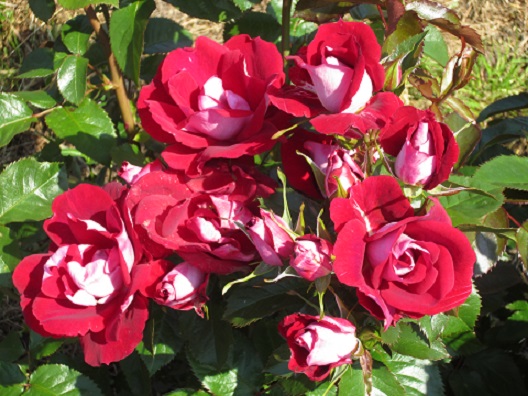 Dynamic Duo® | Roses UK